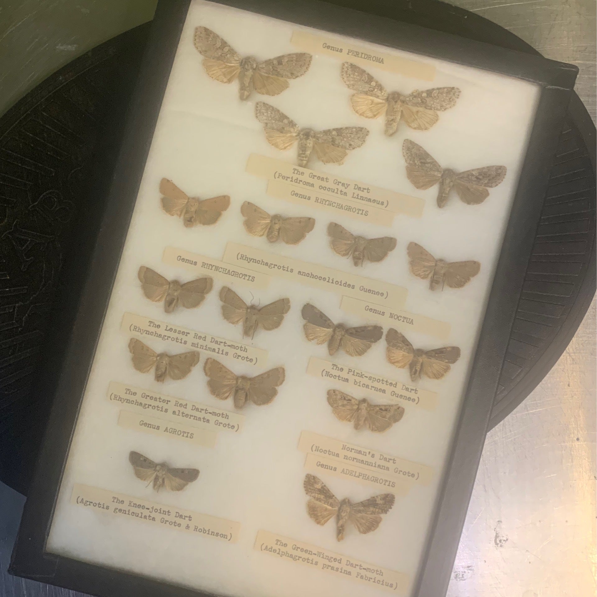 Antique moth display collection 1950s | The Parlour Keyport