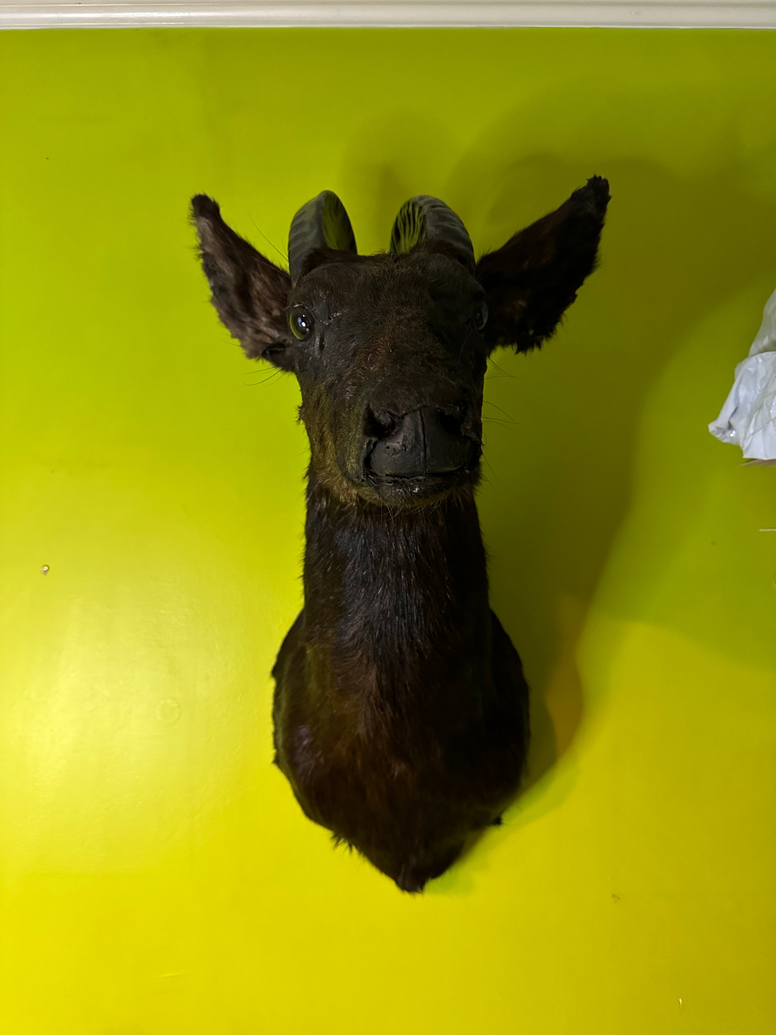 Deer mount mod with ram horns | The Parlour Keyport